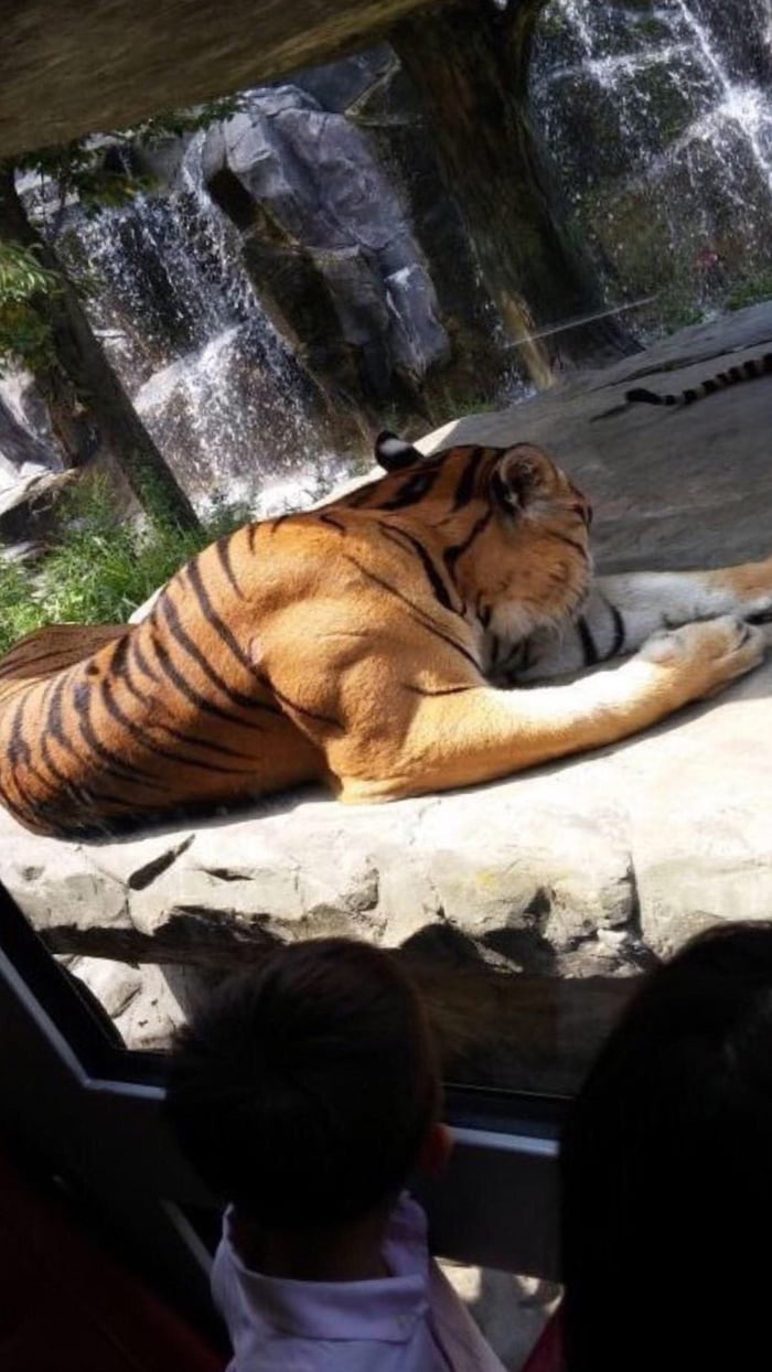 This tiger - 9GAG
