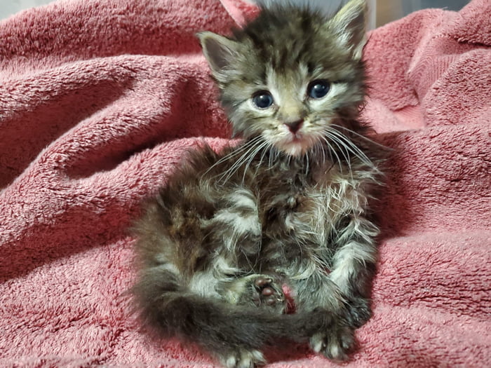 Post bath fluff - 9GAG