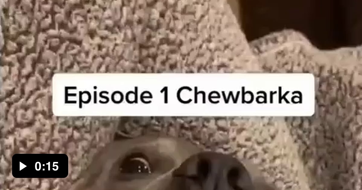 Bark Wars - Episode One. The story of Chewbarka. 🤣 - 9GAG