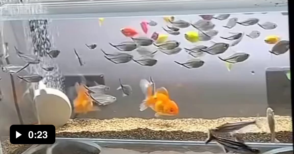 How to piss off both the cat and the fish at the same time - 9GAG