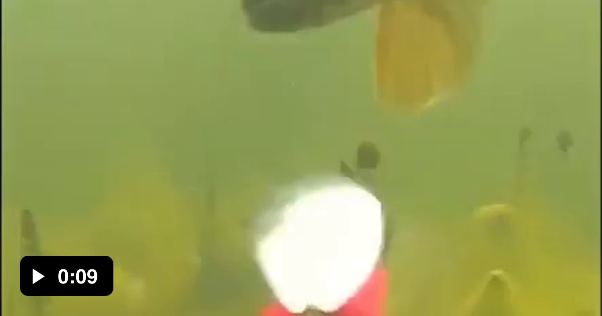 A fish chasing bait - 9GAG