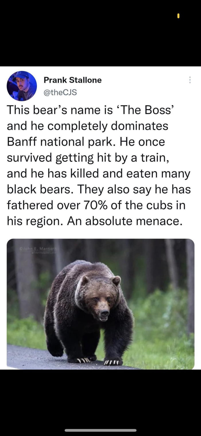 Of a bear. He’s that guy - 9GAG