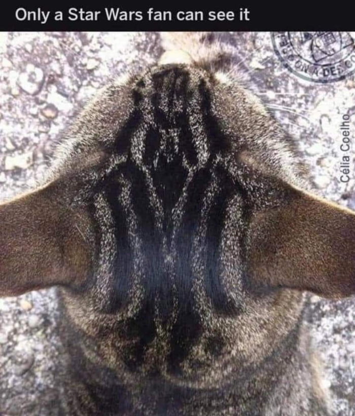 TBH I see Harambe. - 9GAG