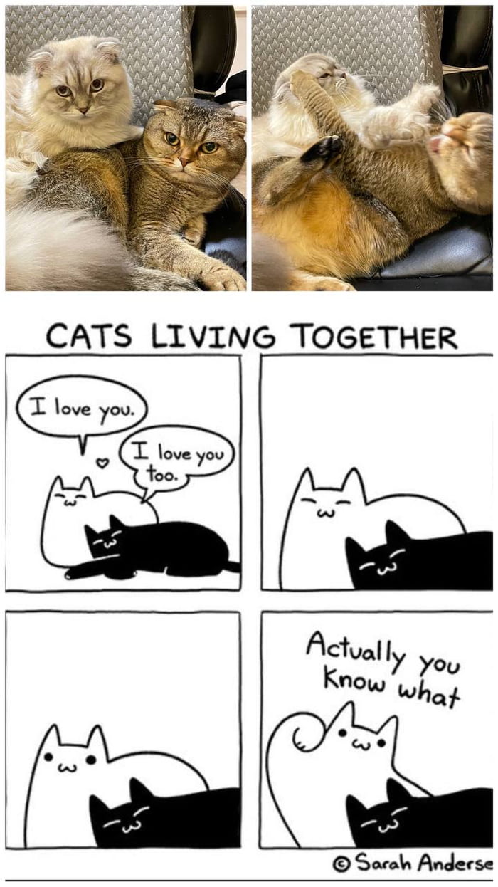 My cats - 9GAG
