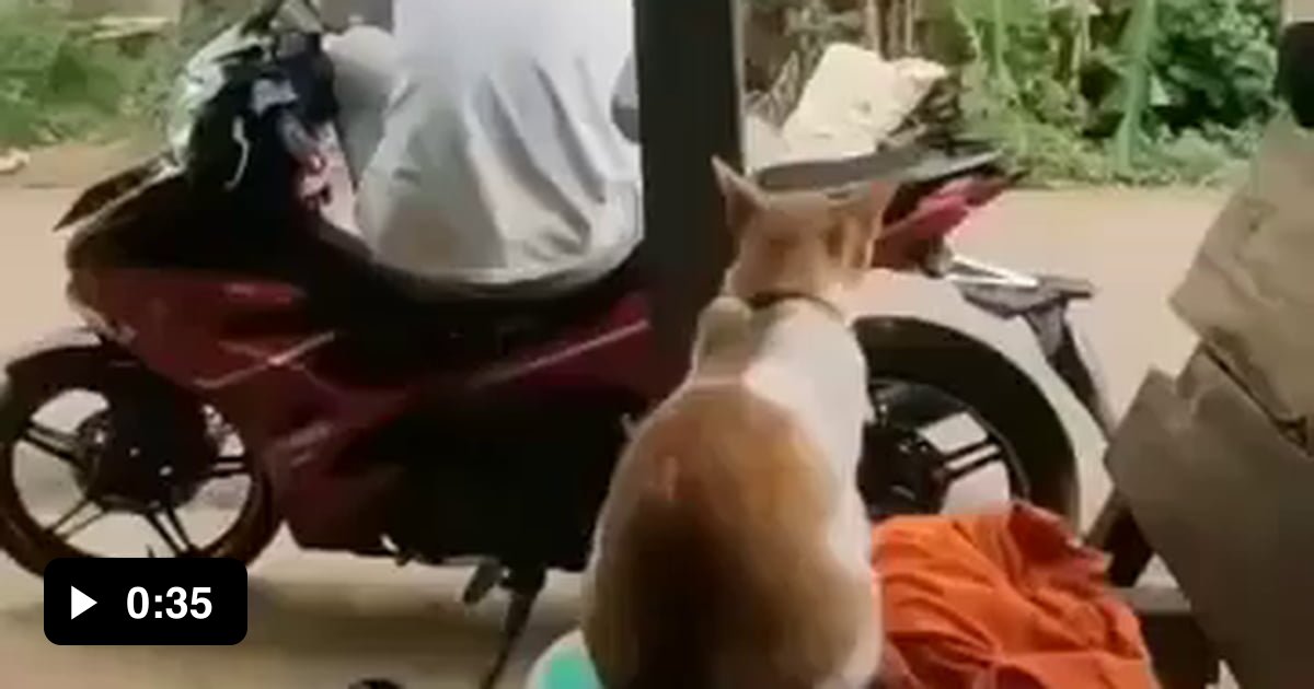 El Gato's on his missions - 9GAG