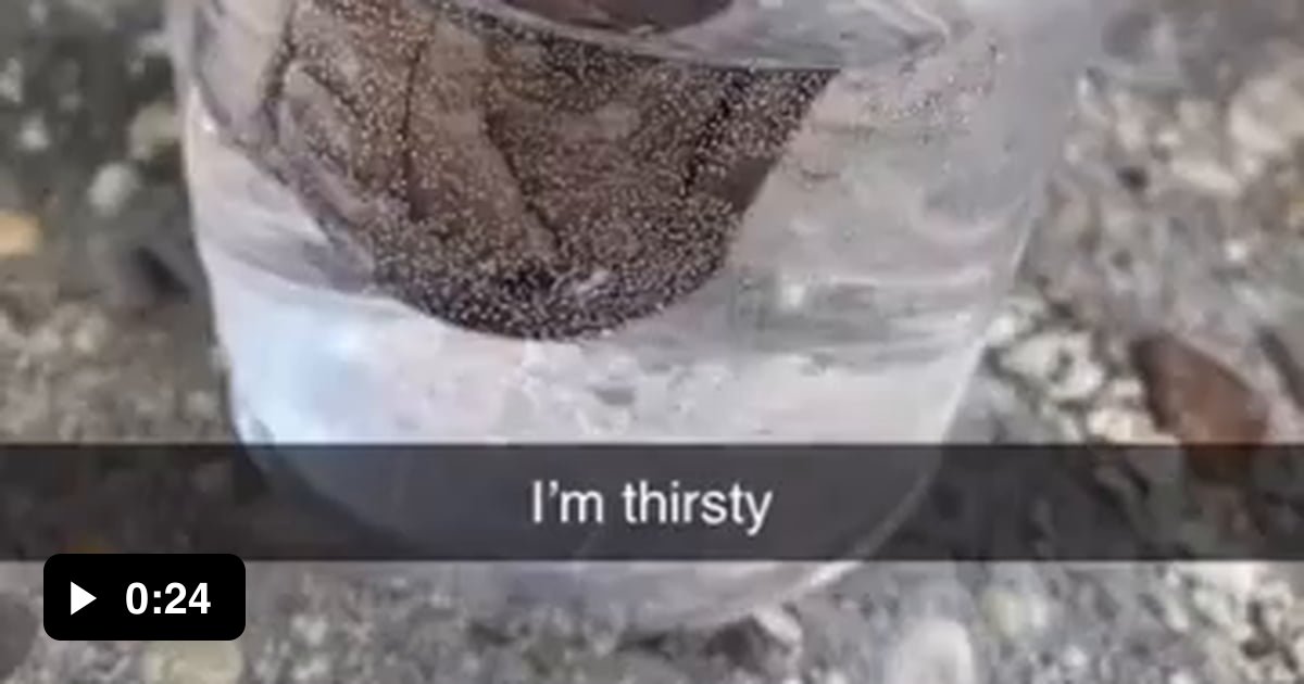 A very thirsty snake. - 9GAG