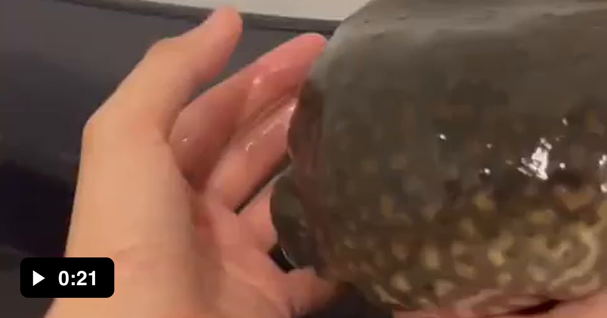 Of this Pacman toad - 9GAG