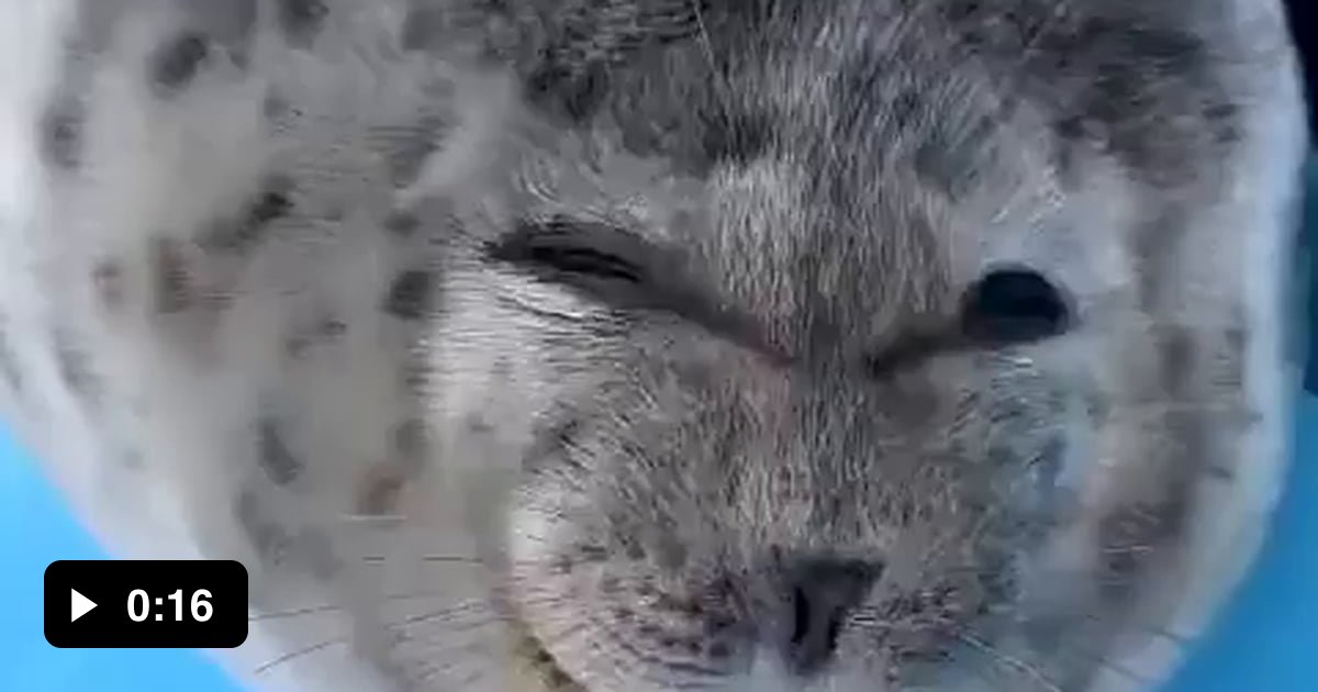 Adorable seal pup making faces.. - 9GAG