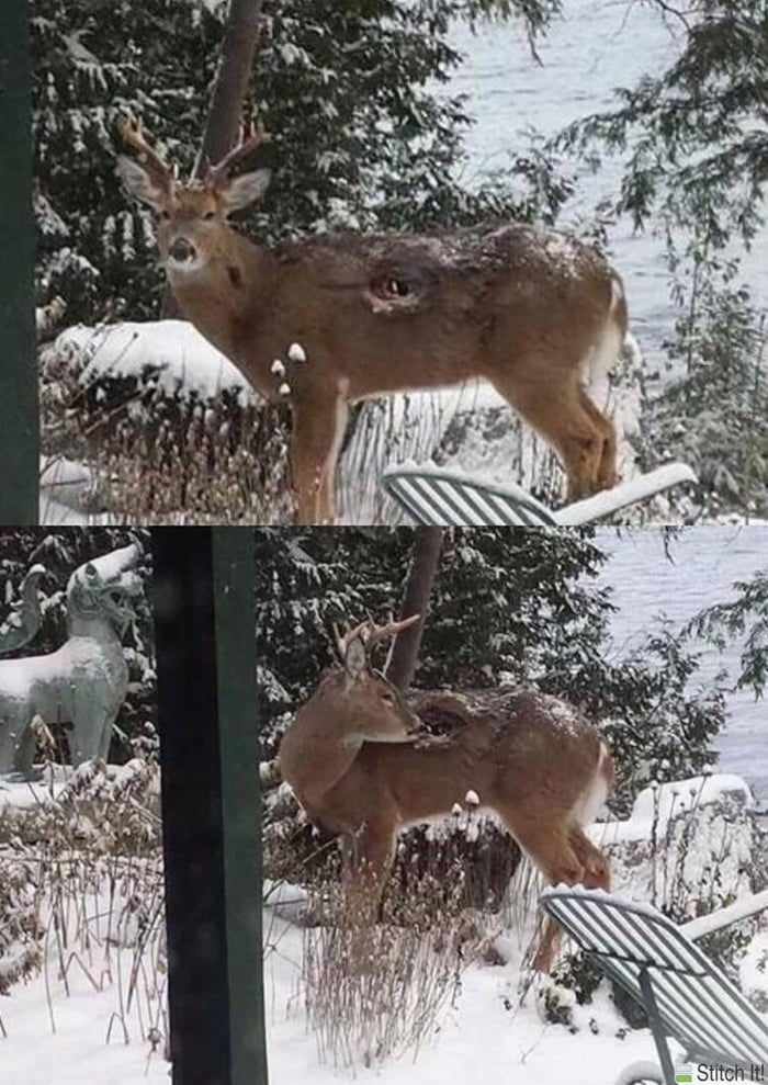 A deer that survived a gunshot wound - 9GAG