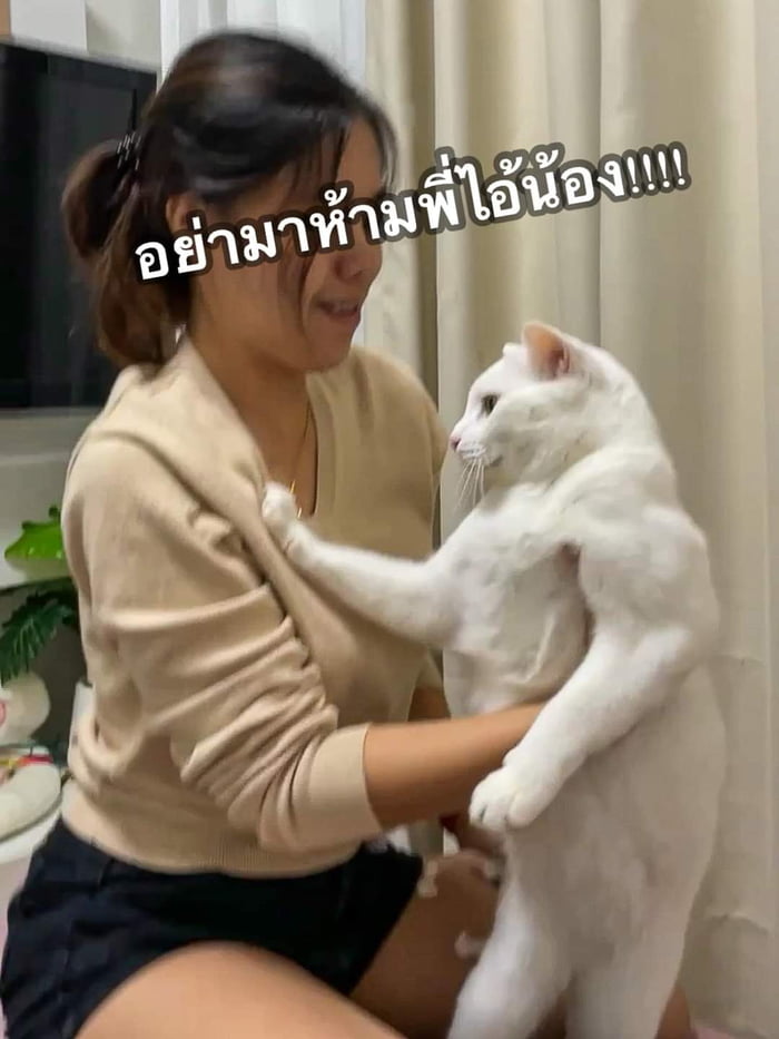 Name this buff cat - 9GAG