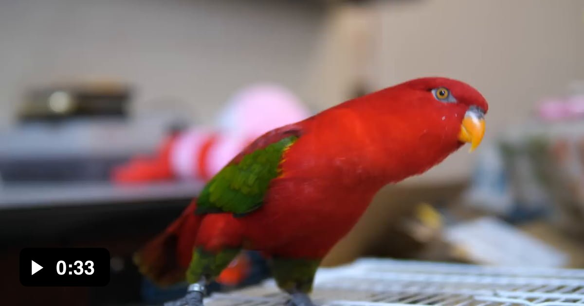 Red birb - 9GAG
