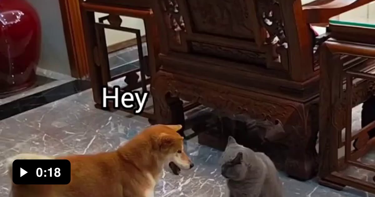 Doggo does the cat - 9GAG
