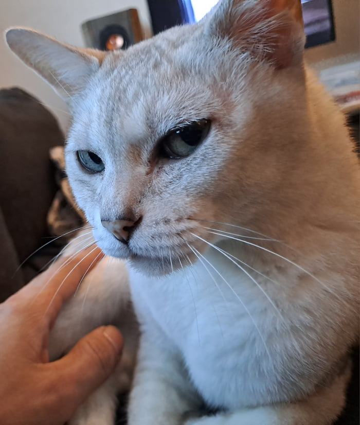 Make 9gag cats again - 9GAG