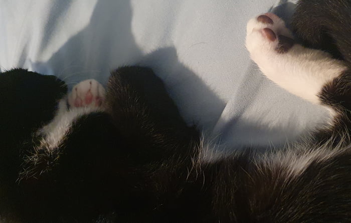 Heard you like toe beans - 9GAG