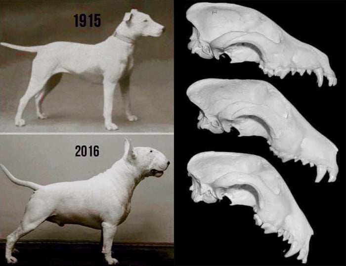 The skeletal results of selective breeding over the course of decades ...