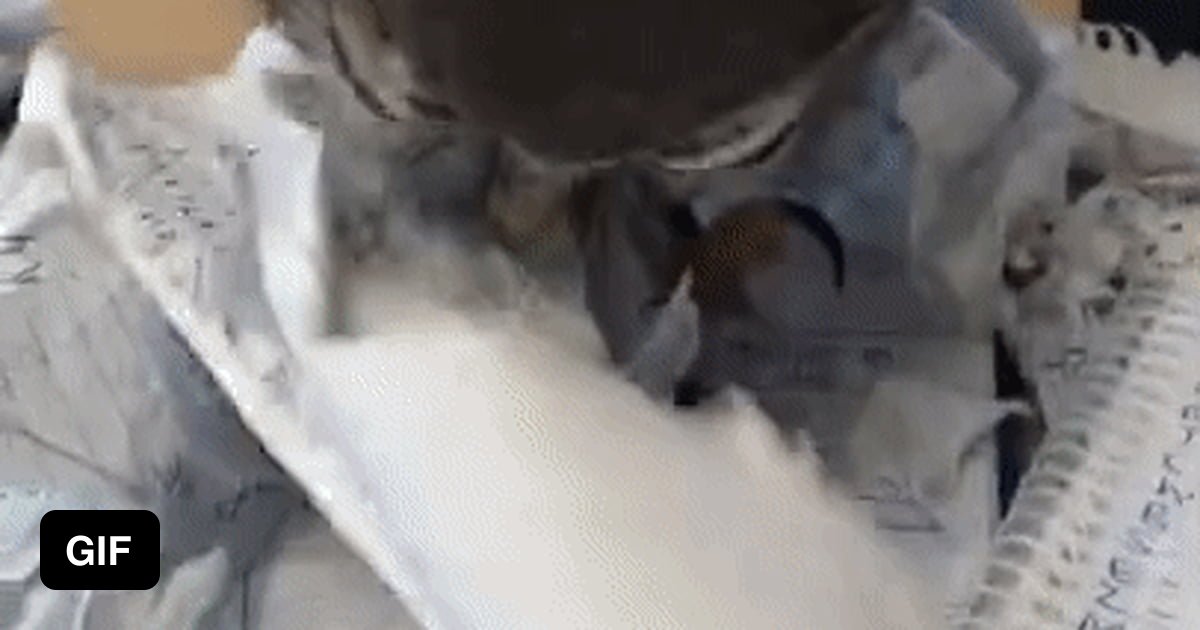 Owl tearing up homework - 9GAG