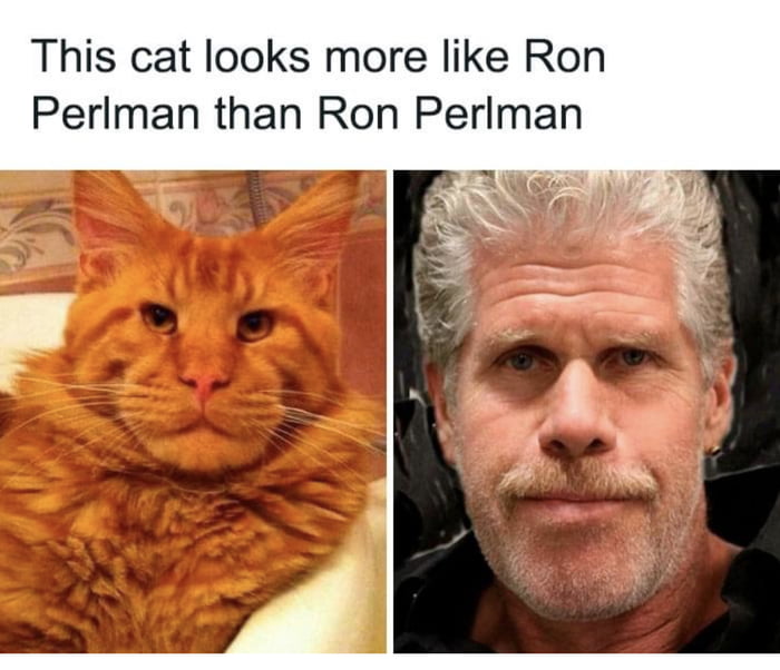 Ron Purrlman? - 9GAG