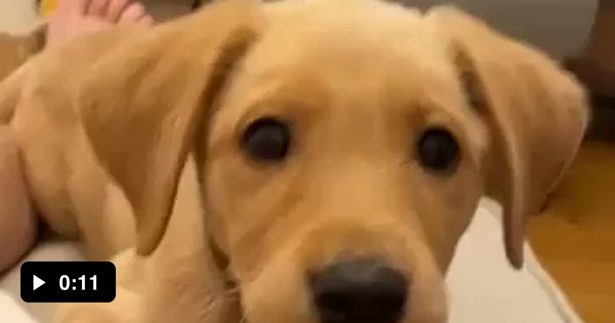 Comp chomp chomp... - 9GAG