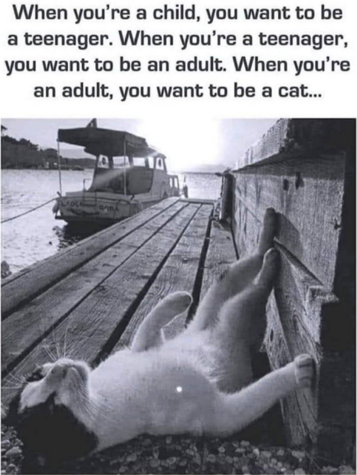 I wish I was a cat , no work , no problem , just meow meow - 9GAG