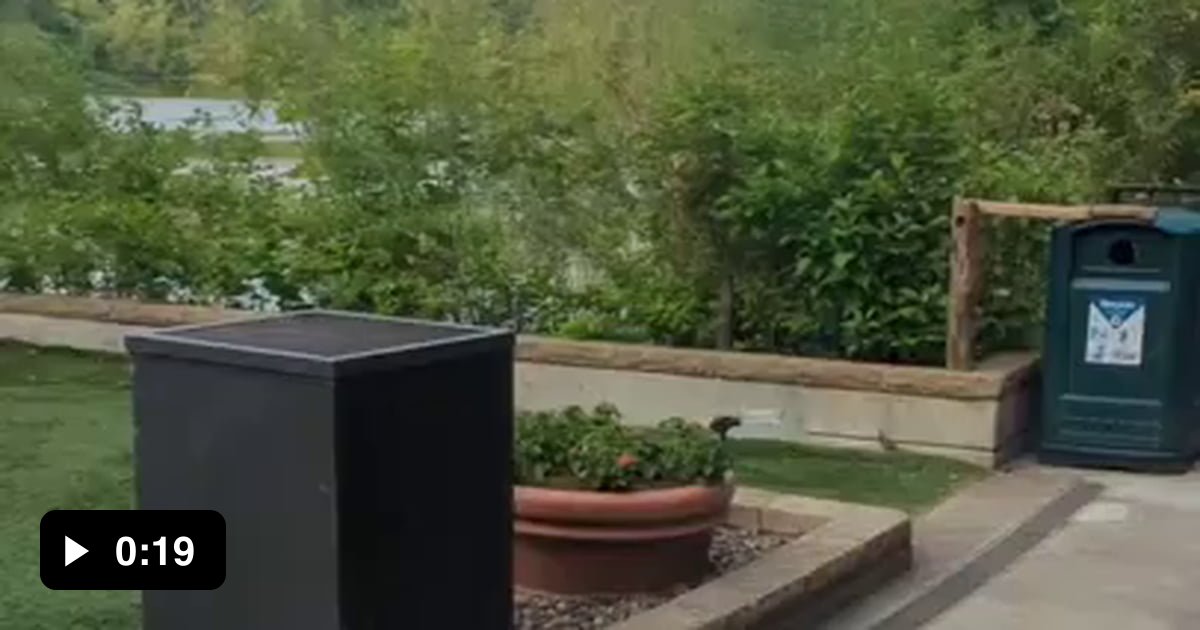 Helpful crow putting a plastic bottle in the recycling bin - 9GAG