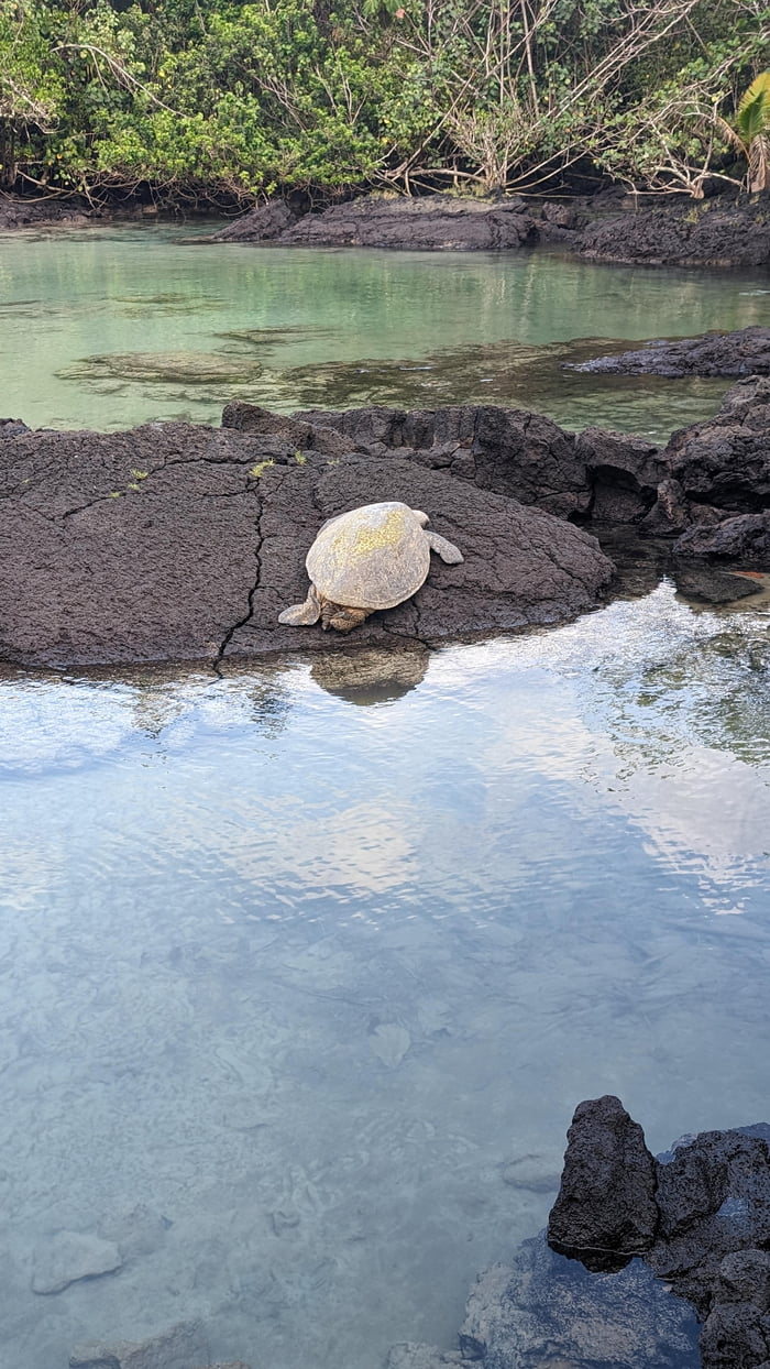 Of a sea turtle - 9GAG