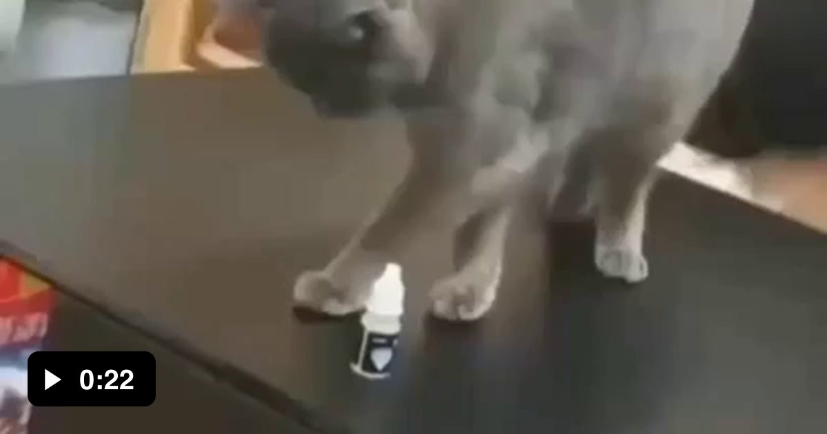 How to stop your cat from knocking stuff off shelf - 9GAG