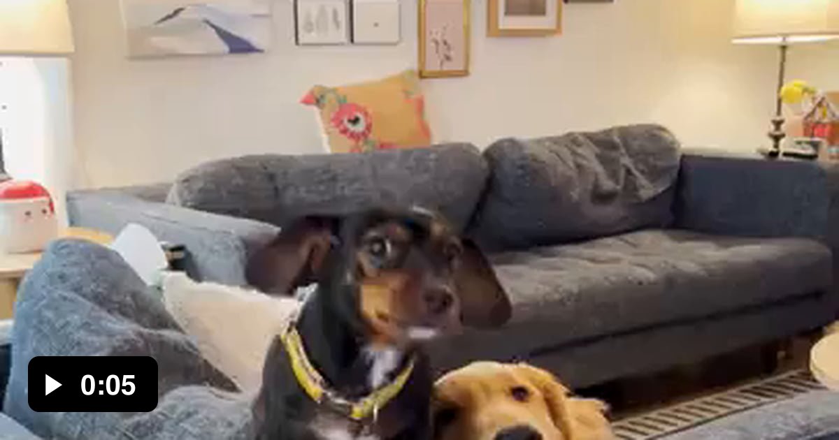 Tippy taps with a side of wiggle butt - 9GAG