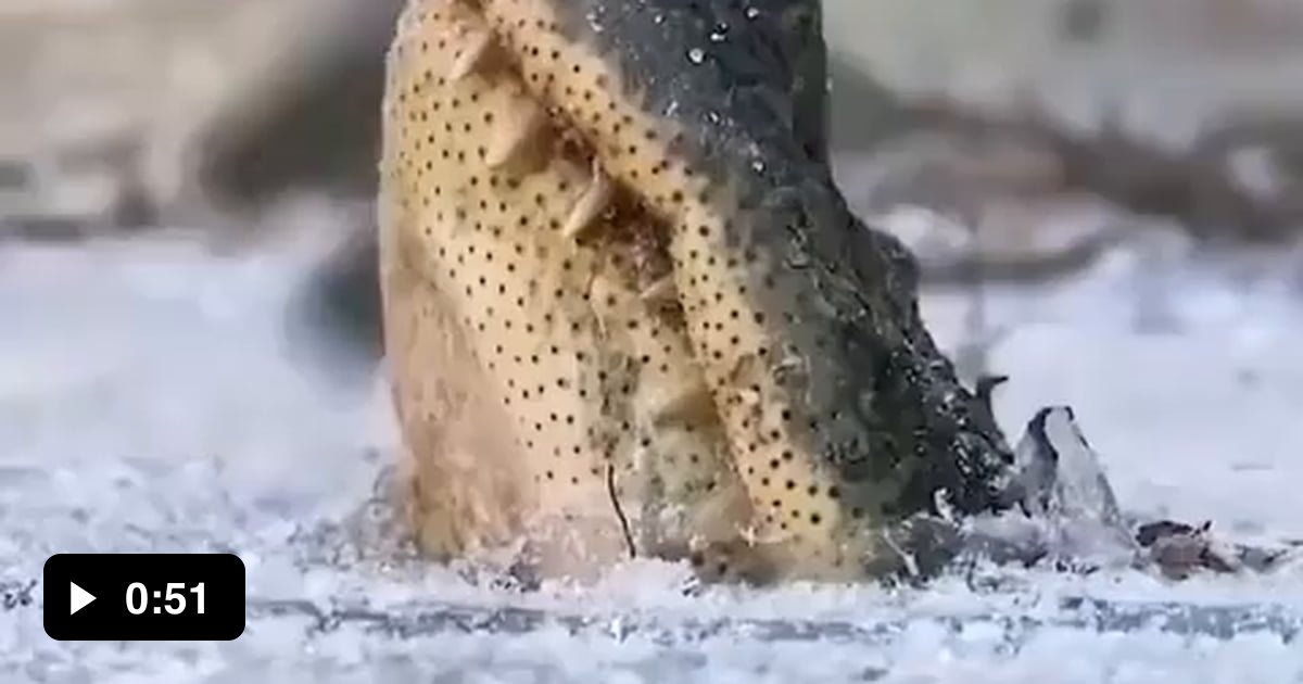 Alligators survive in frozen swamps by sticking their noses through the ...