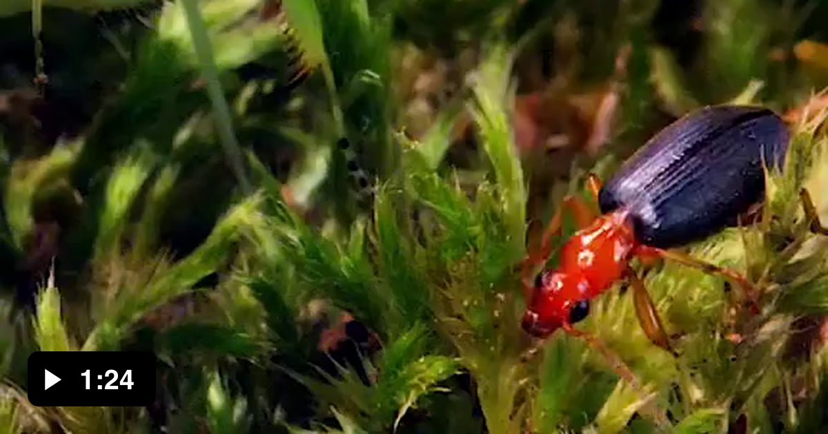 Bomb beetle nope.. - 9GAG