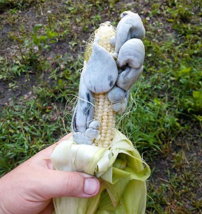 Sometimes, If The Heat Is High, Corn Can Be Infected By A Fungus That ...
