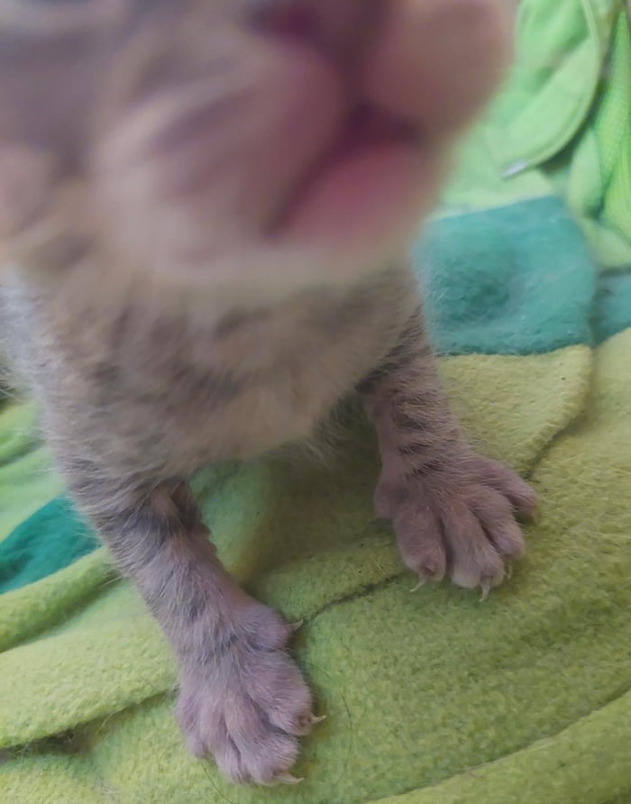 Have you ever seen the tiny little paws of a baby kitten up close? you are now blessed - 9GAG