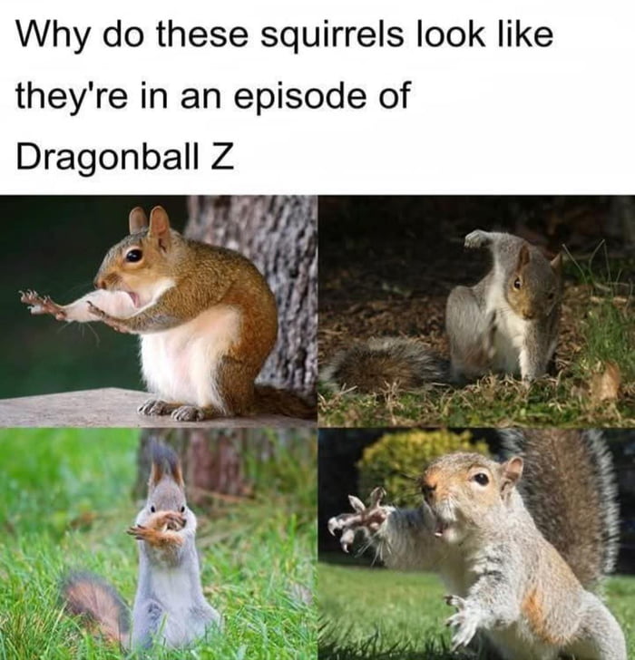 Why even squirrels are also Dragonball fans - 9GAG