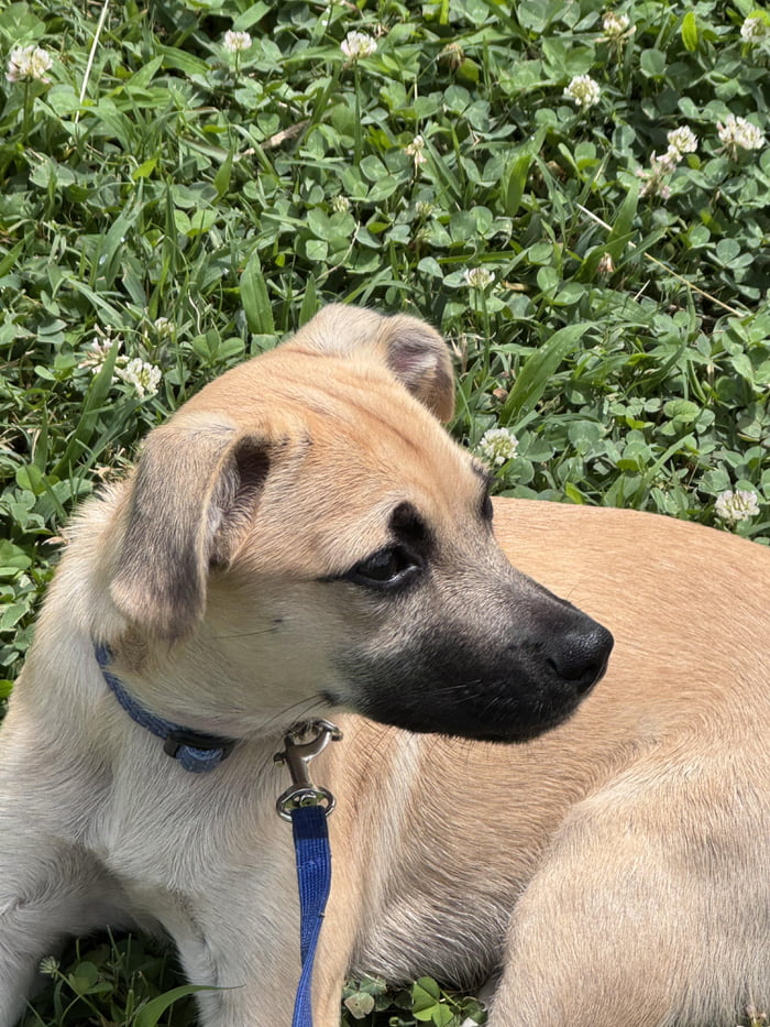 What kind of dog is Remy? - 9GAG