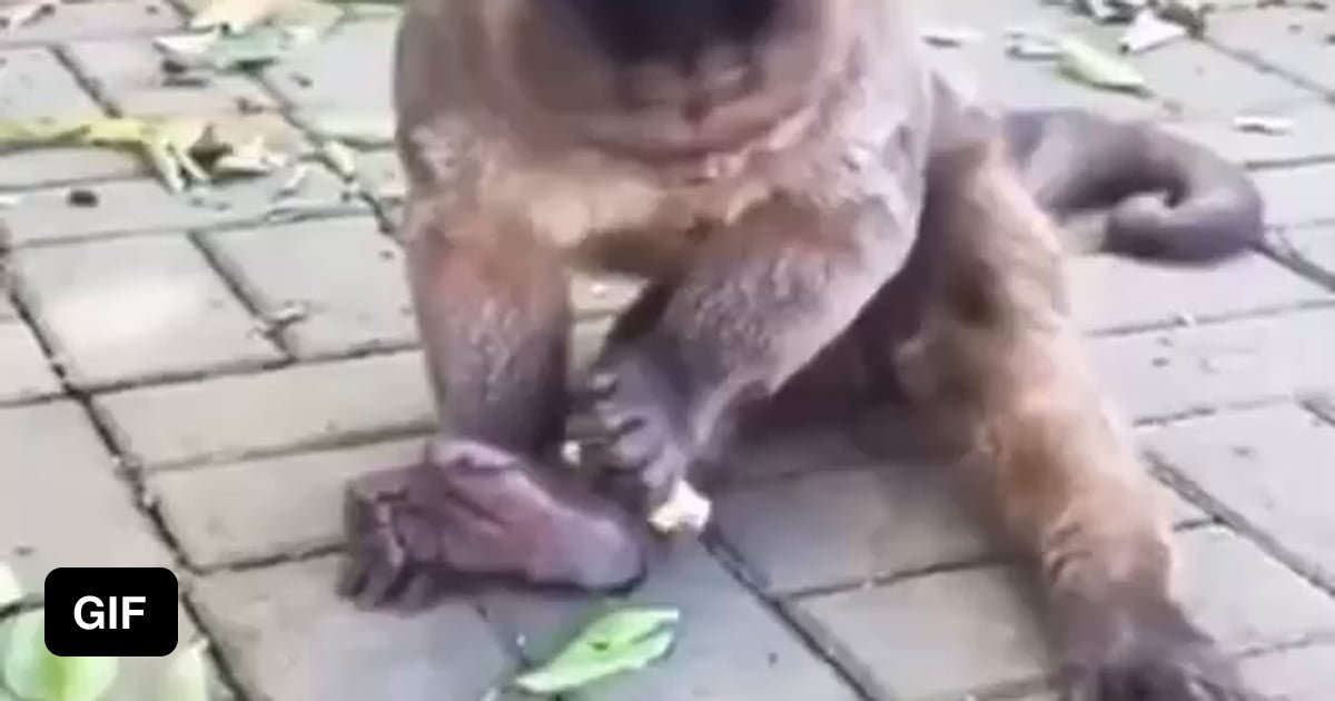 Back to monkey - 9GAG