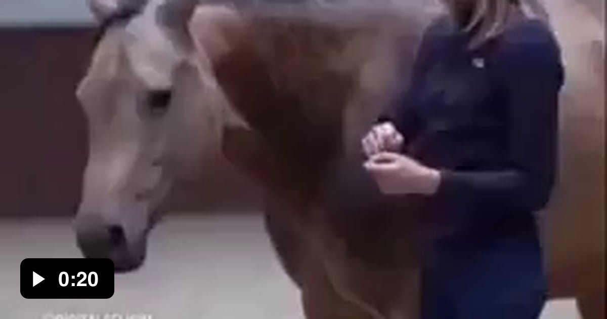 Toptalent 🤯 Equine Conditioned Response - 9GAG