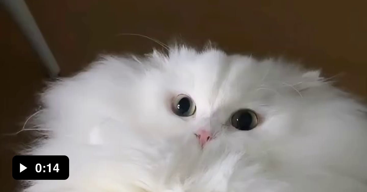 The fluffy cloud has spoken... - 9GAG