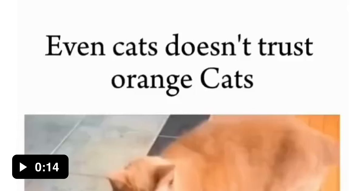 Orange catto - 9GAG