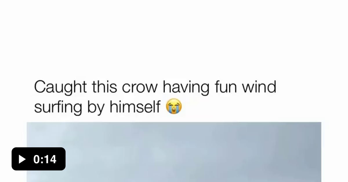 Hovering Crow - 9GAG