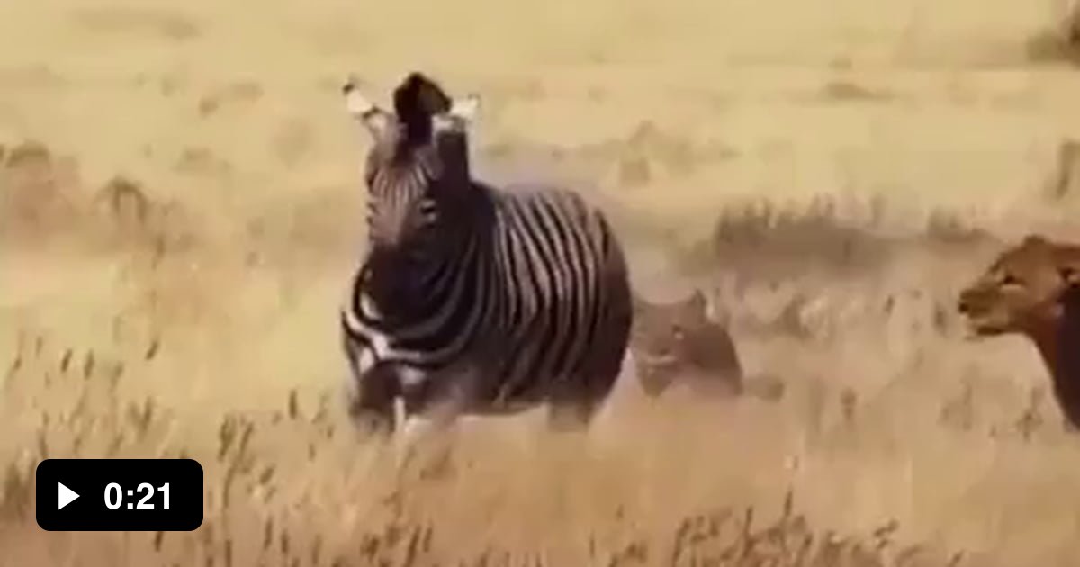 Zebra escapes a pride of 6 lions- alive and kicking 🦓 - 9GAG