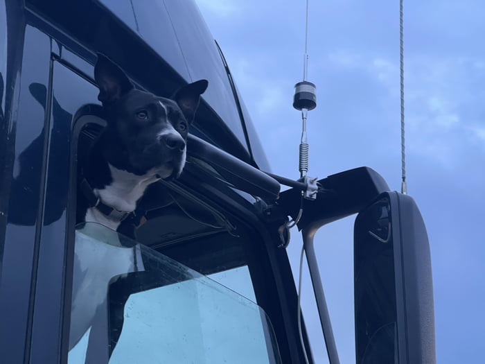 Arlo, the co-pilot, is ready for the open road. - 9GAG