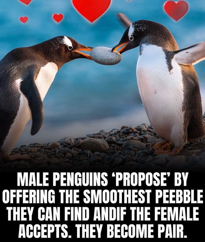 A pebble for your thoughts, my love? This is how penguins propose, and ...