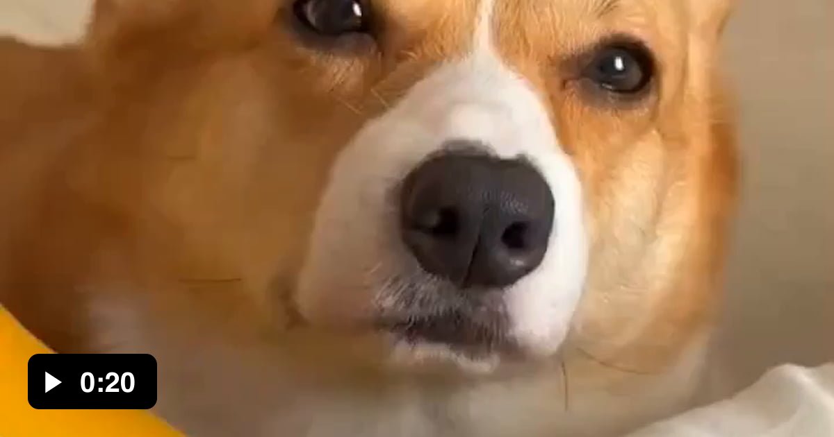 He Wants Something 9gag