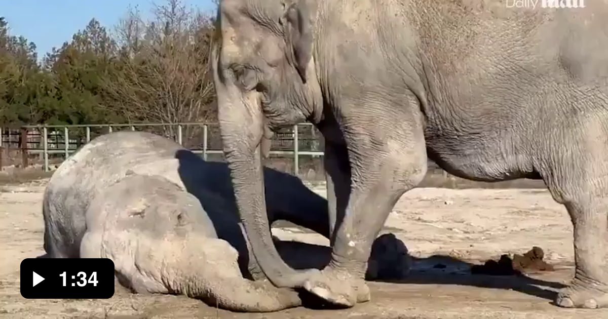 Retired circus elephant seen mourning and trying to comfort her partner of over 25 years after ...