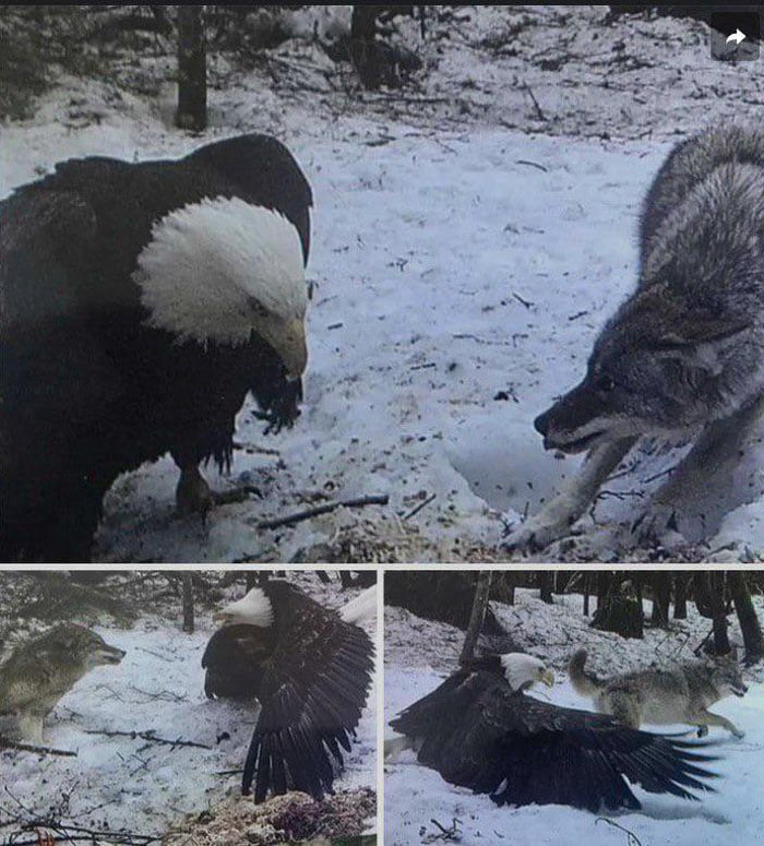 Nature's standoff: Eagle meets Wolf - 9GAG