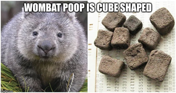 Wombat poop is cube shaped ok - 9GAG