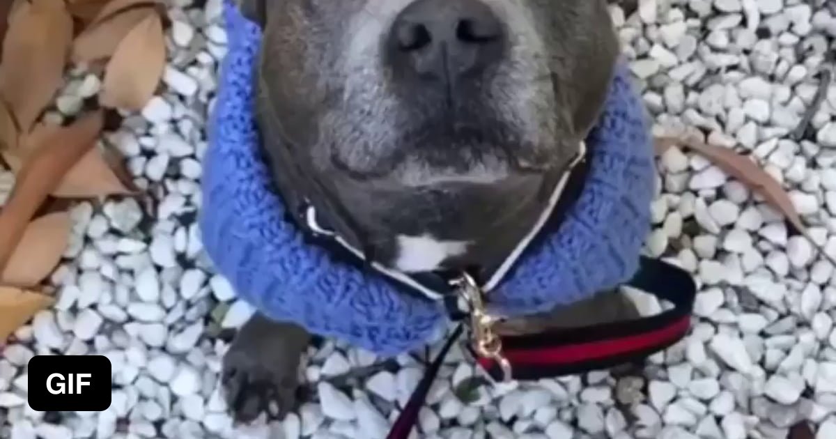 This good pupper - 9GAG