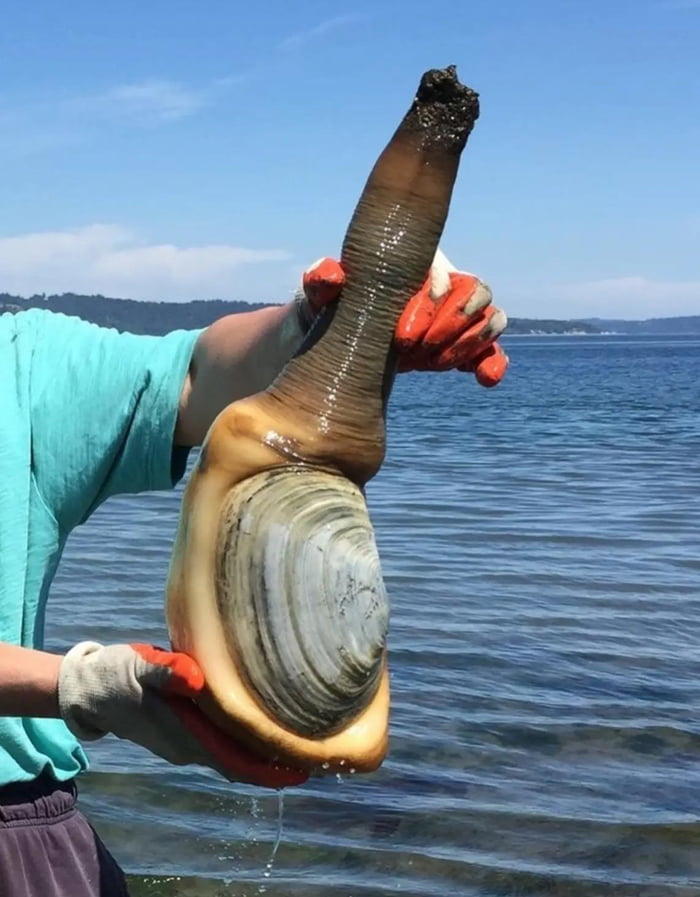That is one massive geoduck clam. - 9GAG