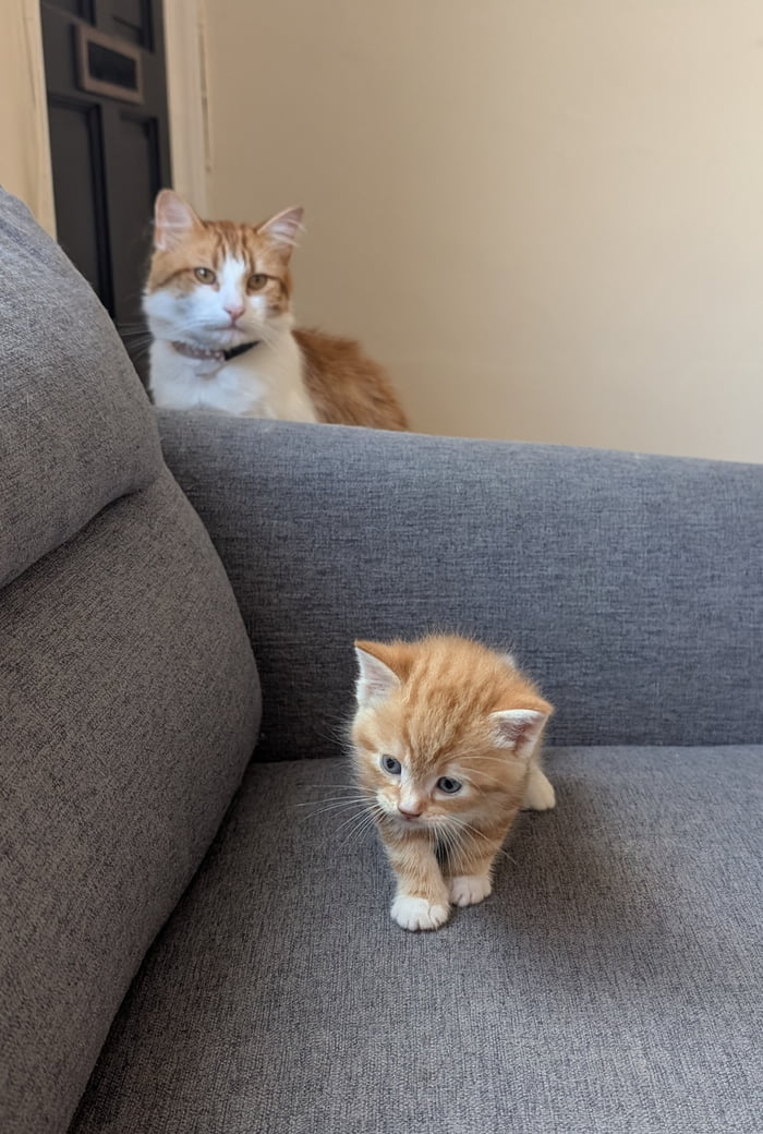 Cheebs watches over the future king - 9GAG