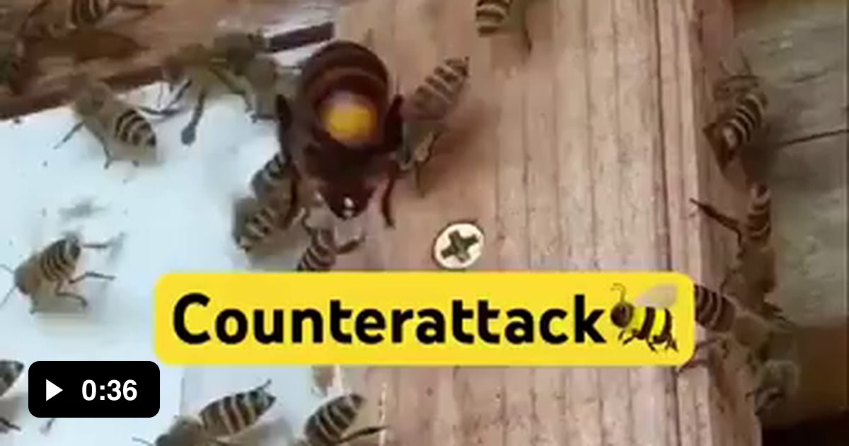 Bees show a hornet who's boss - 9GAG