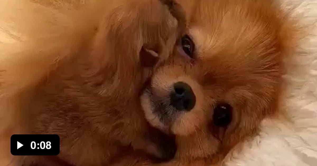 Mom with puppy - 9GAG